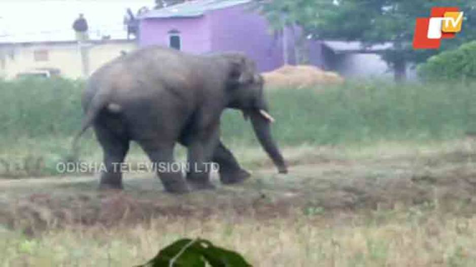 Wild tusker strays into human settlement in Angul