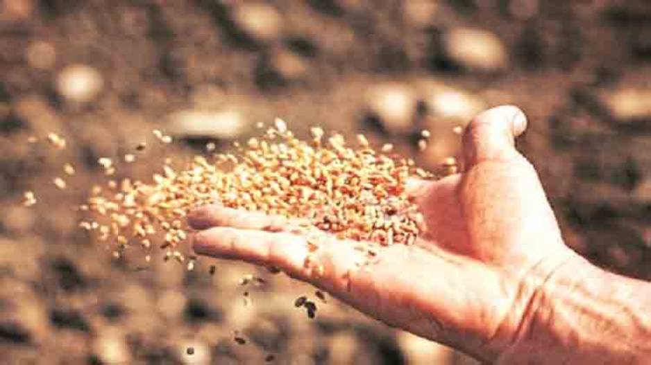 India emerges as leading seed hub in Asia: Study