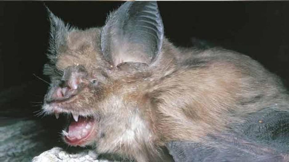 While bats may be the original hosts of the novel Chinese coronavirus ...