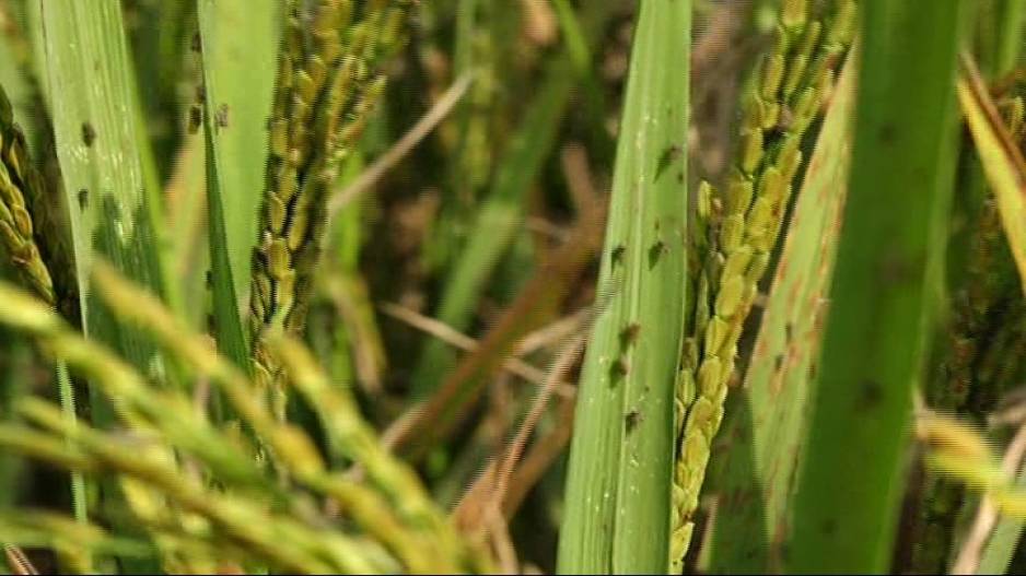 Odisha farmers set pest infested crops on fire