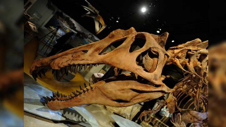 Paleontologists have discovered a remarkable new species of meat-eating ...