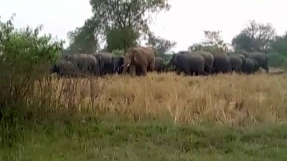 A herd of elephant wreaked havoc after straying into human settlements ...