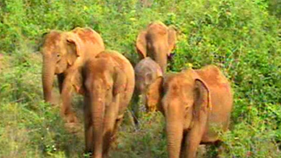 Control room to tackle elephant menace in Odisha villages