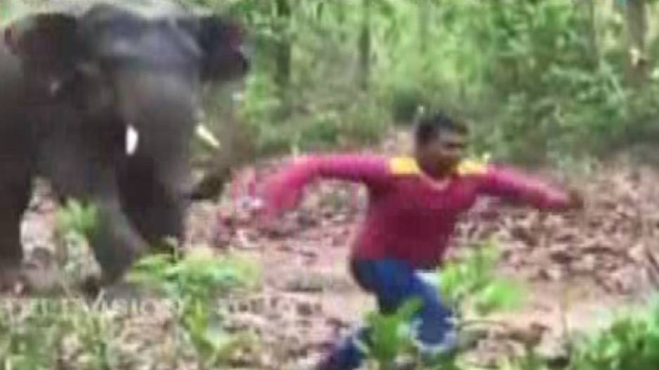 Man-elephant conflict claimed over 1100 human lives in Odisha in last ...