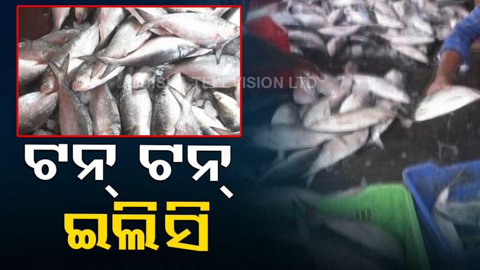 ଜାଲରେ ଟନ୍ ଟନ୍ ଇଲିସି, ହେଲେ ଭାଉ ଏତେ ଯେ ହାତ ମାରିହେଉନି