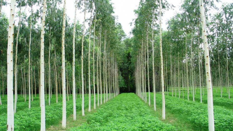 Time to Ban Eucalyptus Acacia Plantations