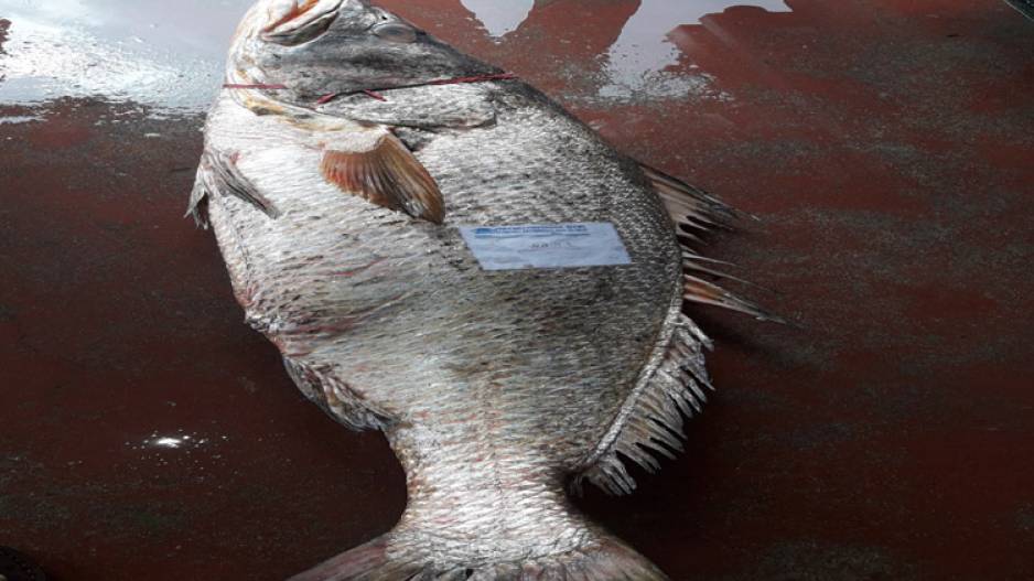A fisherman from Chandanipal of Dhamra in Bhadrak district on Friday ...