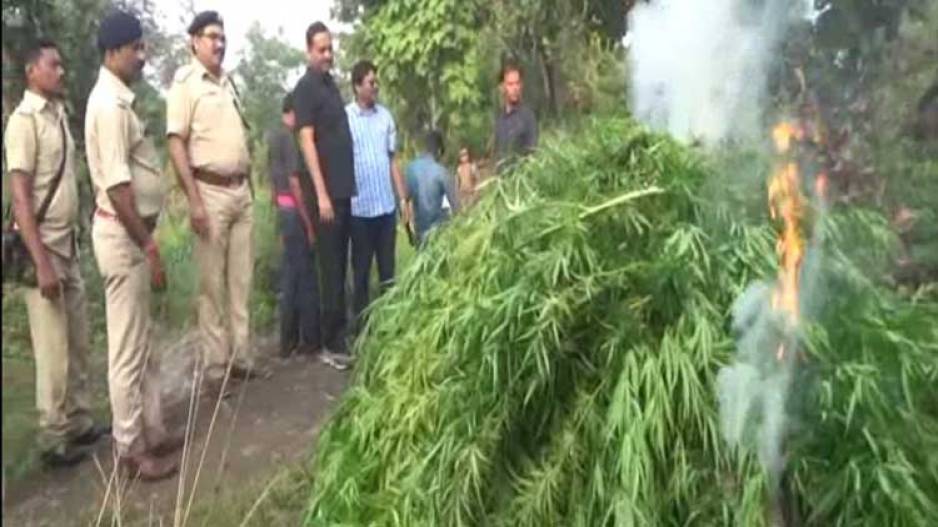 Intensifying the drive against ganja Dry Cannabis smuggling in the wake ...