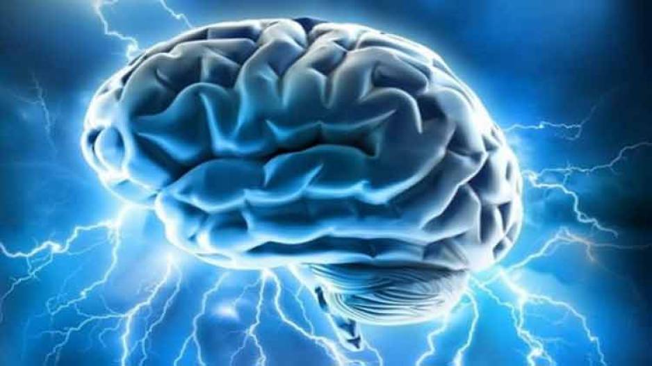 Modern human brain structures developed 1 5 to 1 7 million years ago in ...