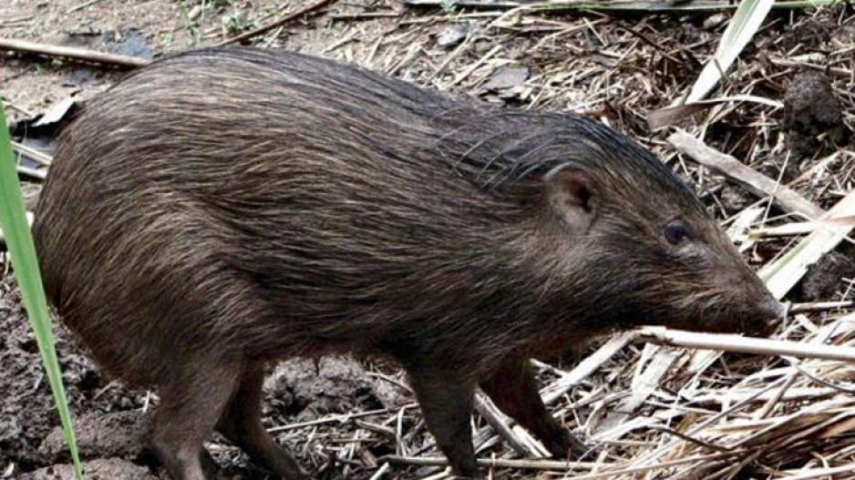 Rare And Exotic Animals Found Only In India