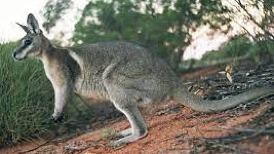 Endangered Wallaby In Australia Brought Back From Brink Of Extinction