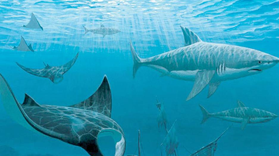 Wildlife Conservation Society Launches Initiative To Save Remaining ...