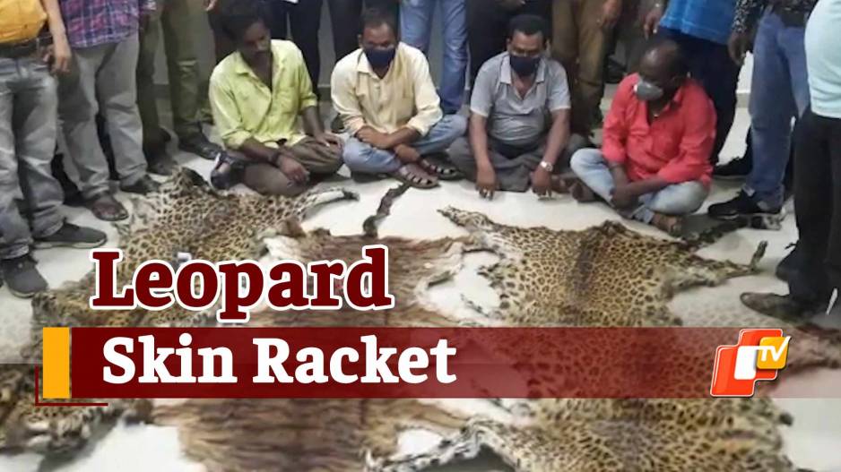 Illegal Leopard Skin Trade Busted In Odisha
