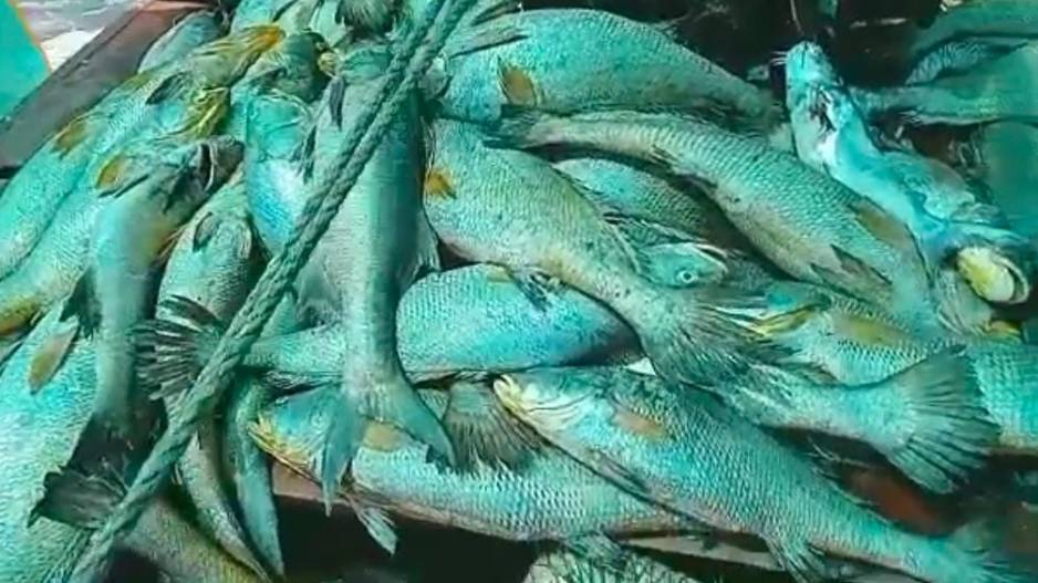 Arabian Sea Fish