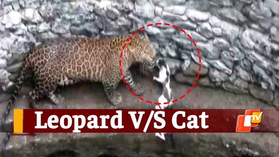 Feline Face-Off: Leopard & Cat Come Face To Face After Falling Into A ...