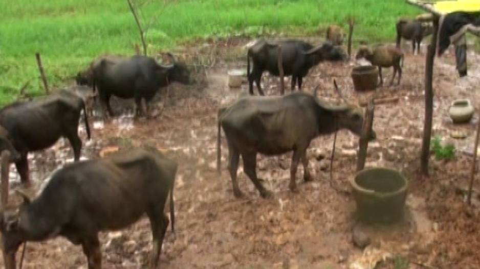 Good News! Odisha’s Manda Buffalo Gets National Recognition, Now A ...