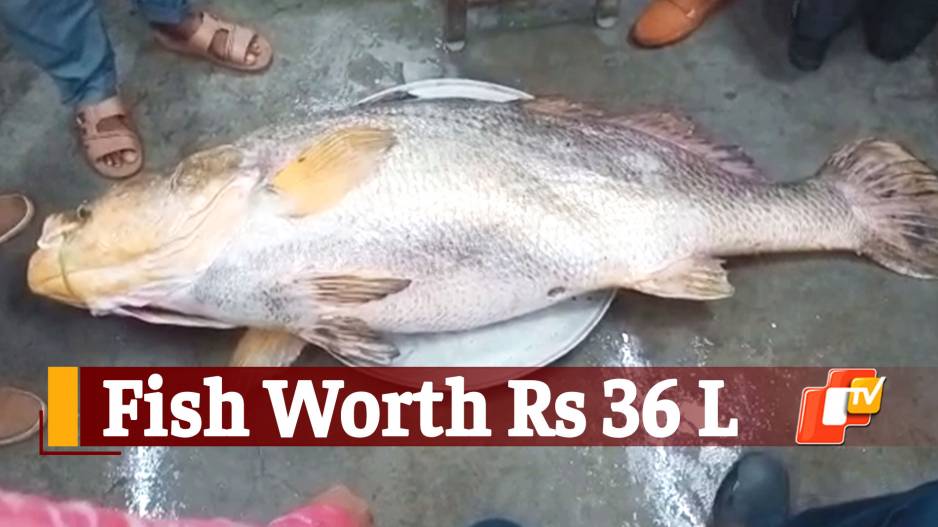 Giant Fish Weighing 78 Kilos & Worth Rs 36 Lakh Caught