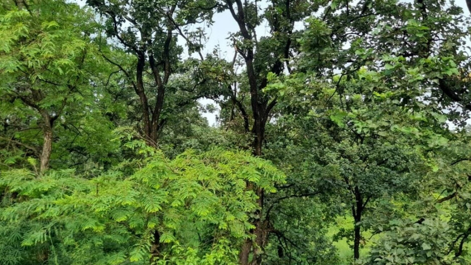 Over 62K ha forest land diverted, 19.5 lakh trees felled for Odisha ...