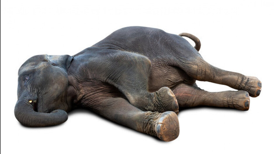 ପୁଣି ମାଈ ହାତୀ ମୃତ, ବାରହା ଫାଶରେ ପଡ଼ି ଚାଲିଗଲା ଜୀବନ