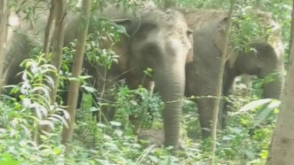 Human-elephant conflict: Odisha seeks 4 trained ‘kumki’ elephants from ...