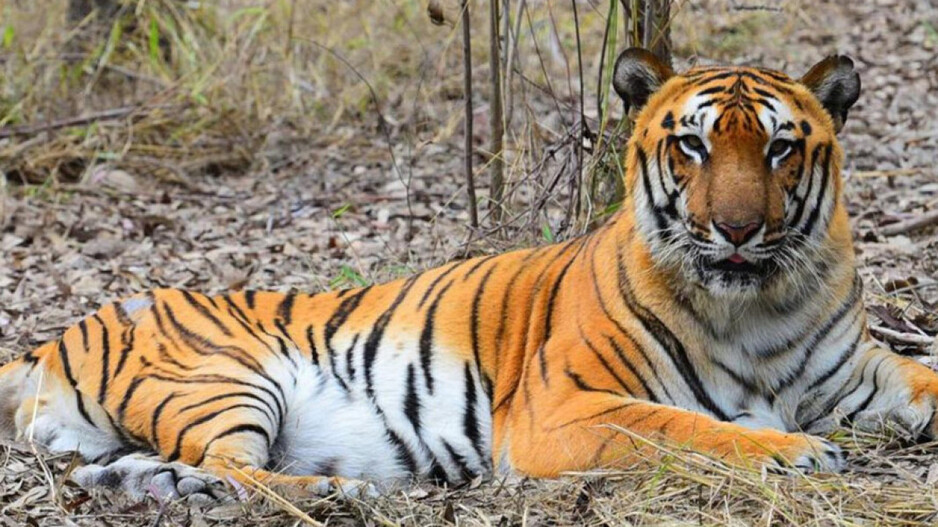Dying wildlife? Odisha lost 55 tigers in last 10 years; 2869 wild ...
