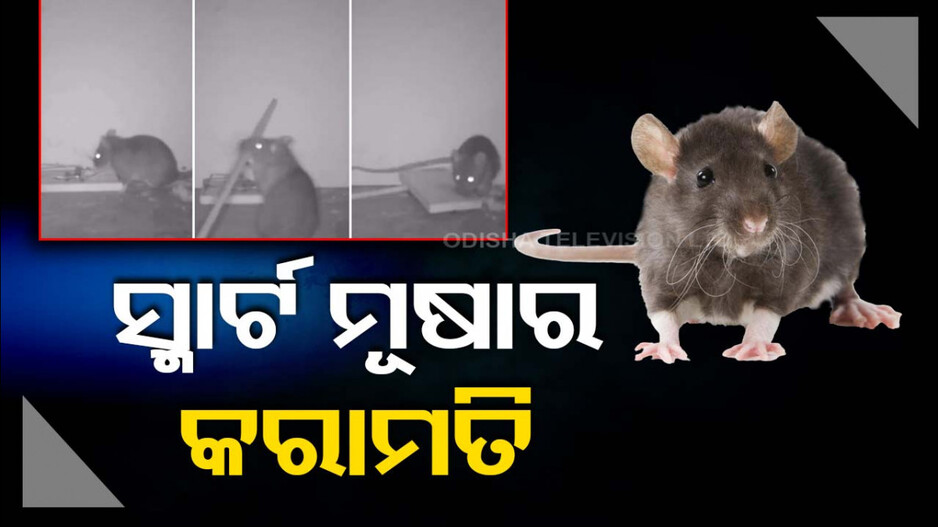 Viral Video: ସ୍ମାର୍ଟ Rat ! ଖାଦ୍ୟ ଖାଇଲା, ଜନ୍ତାକୁ ଦେଲା ଚକ୍‌ମା