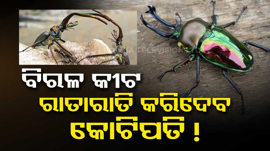 Worlds Most Expensive Insect: ଏହି ବିରଳ କୀଟର ଦାମ ଏକ ବିଳାସପୂର୍ଣ୍ଣ ଘର ସହ ...