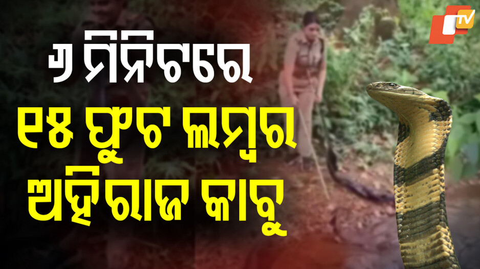 Forest Officer Captures 15-Foot King Cobra: କିଙ୍ଗକୋବ୍ରା ଉଦ୍ଧାର କରି ...