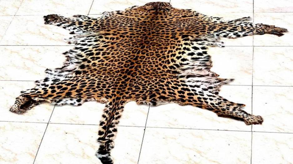 Crime Branch STF Seizes Leopard Skin In Nuapada, 2 Arrested