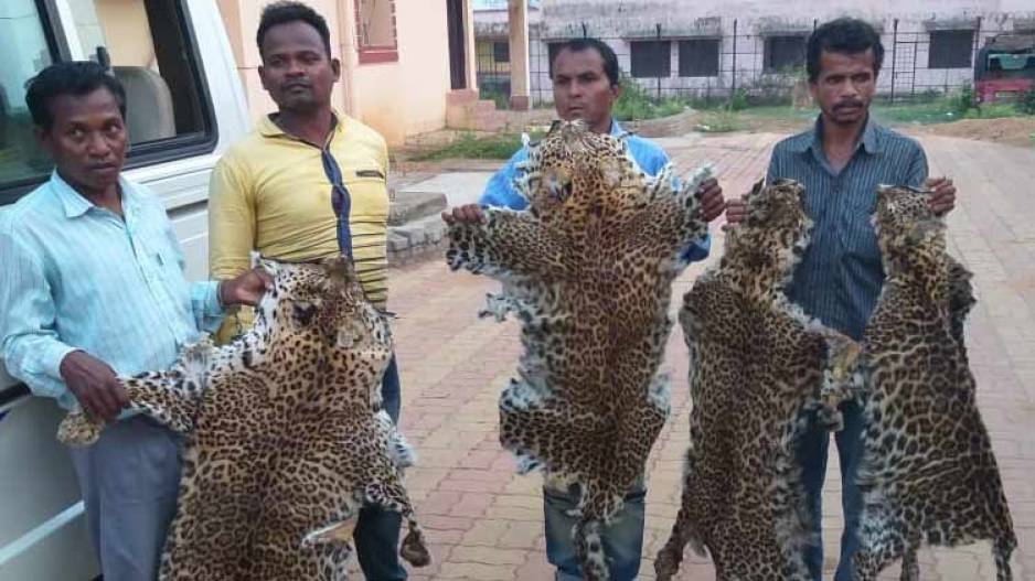 Poaching of wild animals witnessed a rise in the year 2020 informed ...