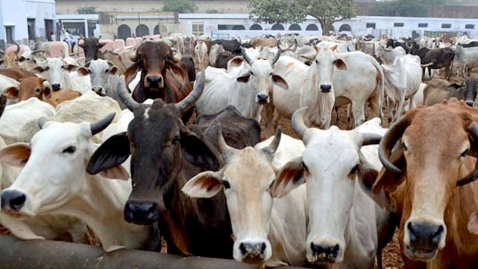 MoU Signed With Gates Foundation For Improving India's Livestock Sector
