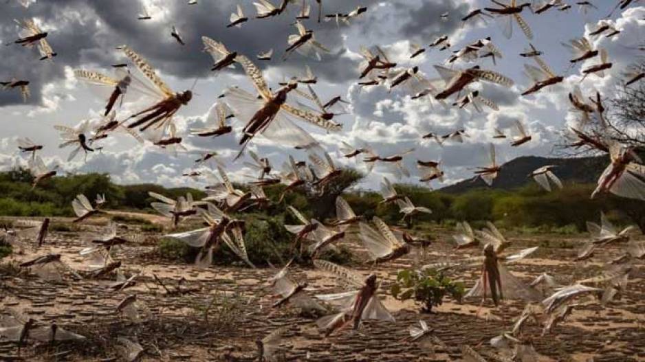 Odisha will soon issue an advisory in the form of Standard Operating ...