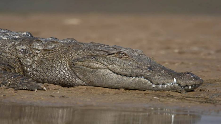 Number of muggers stagnant in Ghodahada reservoir