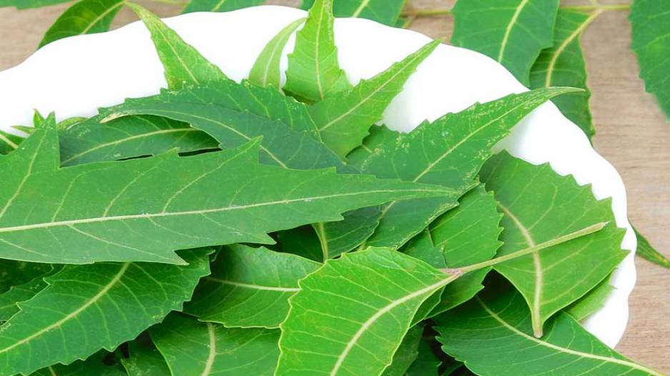 5 amazing healing benefits of Neem to beat your monsoon woes