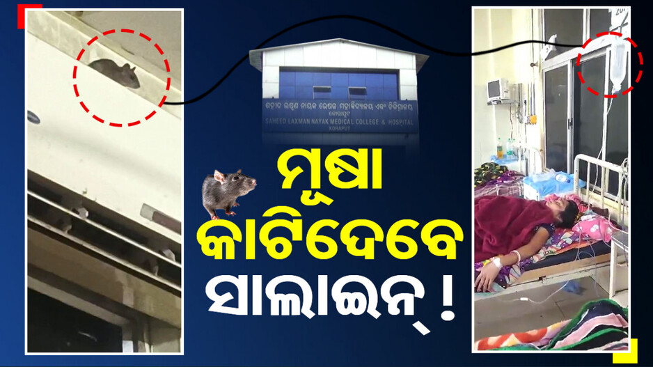 Rat Menace At Medical In Odisha: ମୂଷାଙ୍କ କବଳରେ ମେଡିକାଲ କଲେଜ, ଚାରିଆଡ଼େ ...