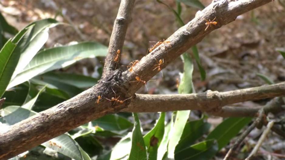 Red ant kai chutney is one of the preferred traditional foods consumed ...