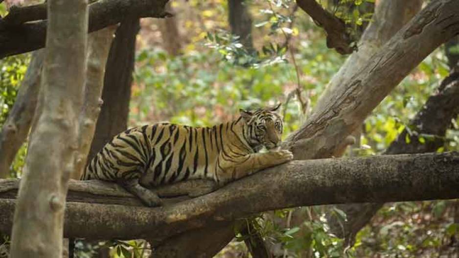 Odisha's Satkosia to welcome 14 tigers from Maharashtra’s Tadoba Tiger ...