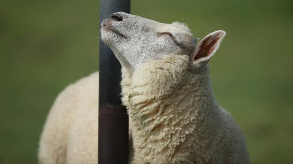 Scientists grow sheep embryos containing human cells