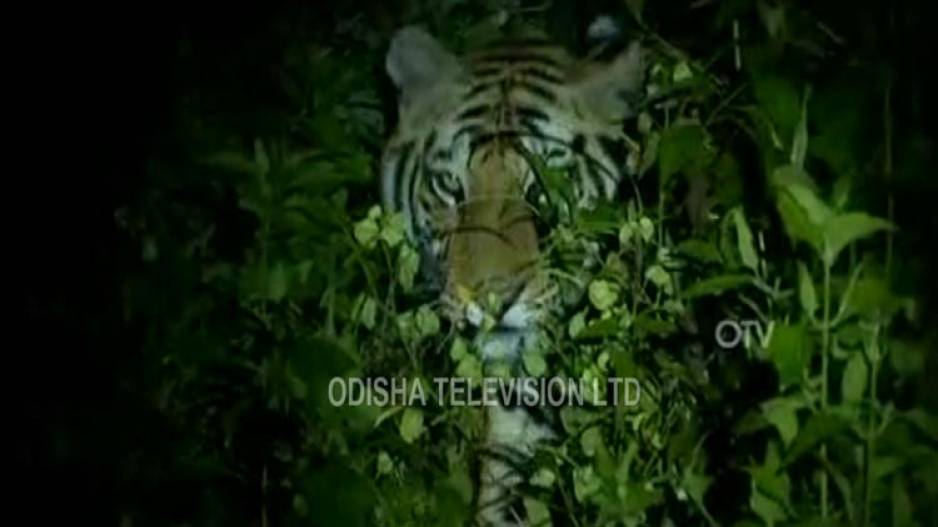 Angul Collector puts weight behind shifting of tigress Sundari