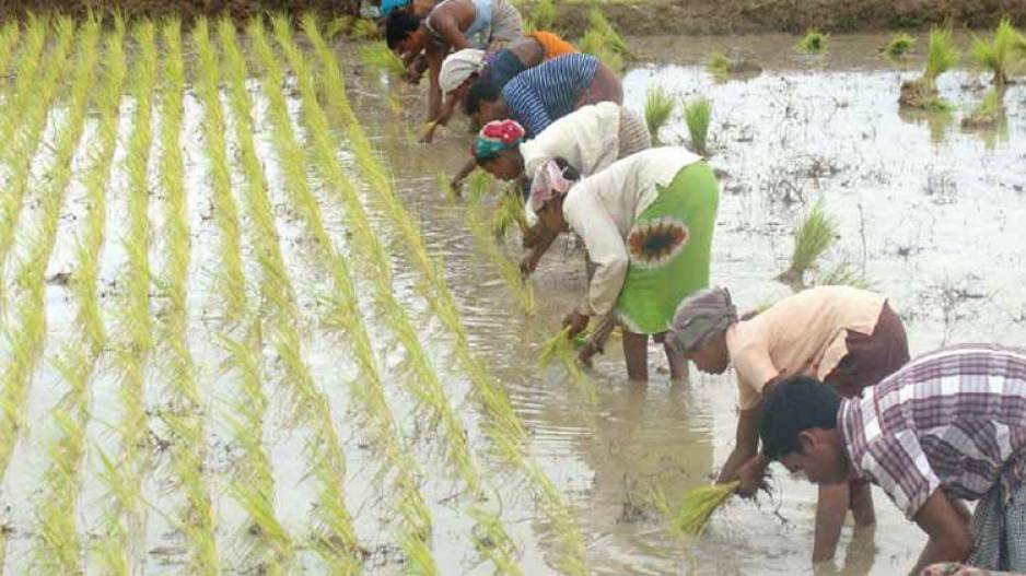 Signalling an intense rural distress gripping the State Odisha s ...