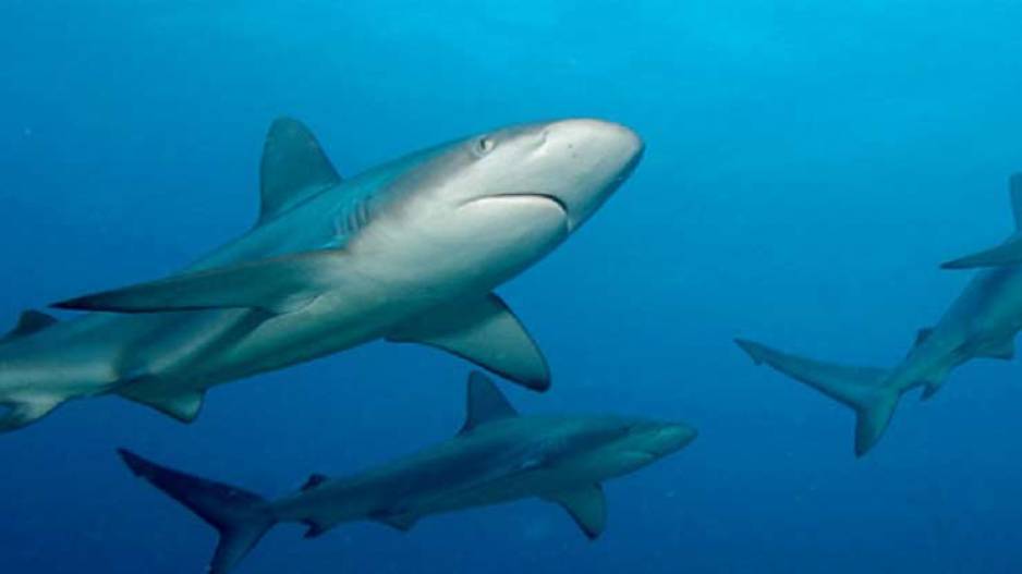 Scientists identify first known vegetarian shark