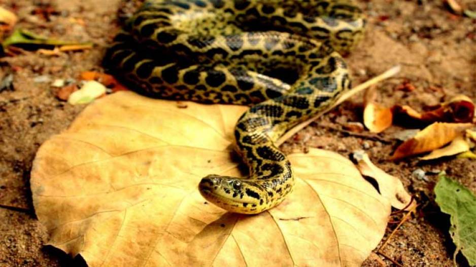 One out of eight anacondas which were recently brought from Madras ...