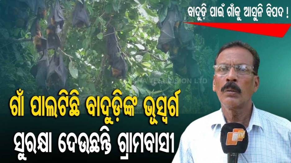 ବାଦୁଡ଼ିଙ୍କ ଭୂସ୍ୱର୍ଗ ଲାପଟୁଆଁ-ବରାହିପୁର ଗାଁର ! ଲୁପ୍ତପ୍ରାୟ ପକ୍ଷୀଙ୍କୁ ...