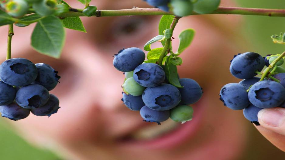 Eat blueberries while treating cervical cancer Study