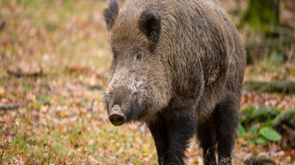 Three farmers injured in wild boar attack