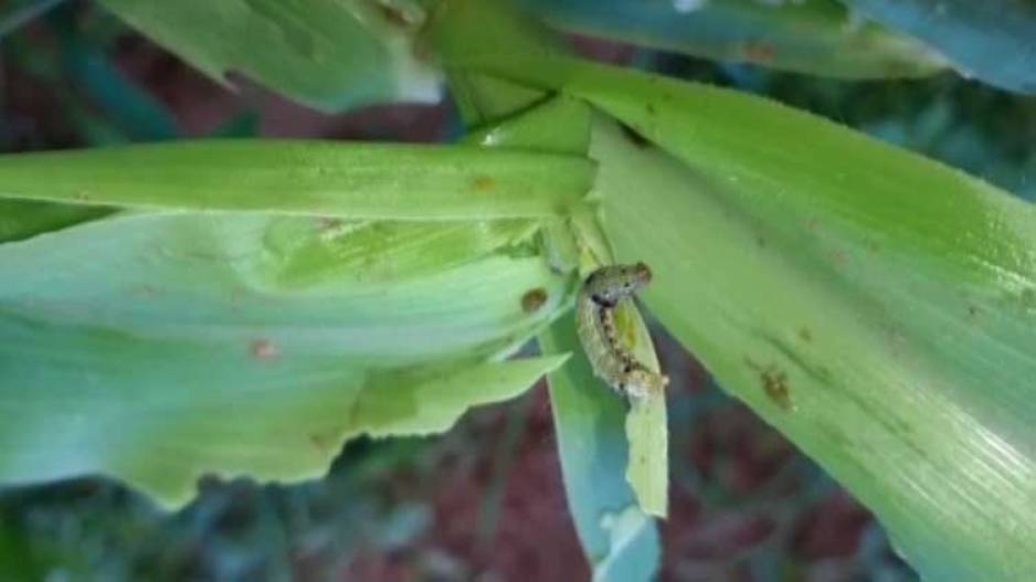 As if erratic monsoon and drought like situation was not enough ...