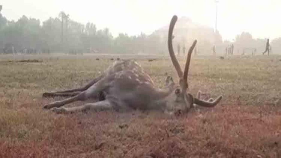 Carcass of spotted deer found near Puri Indoor stadium