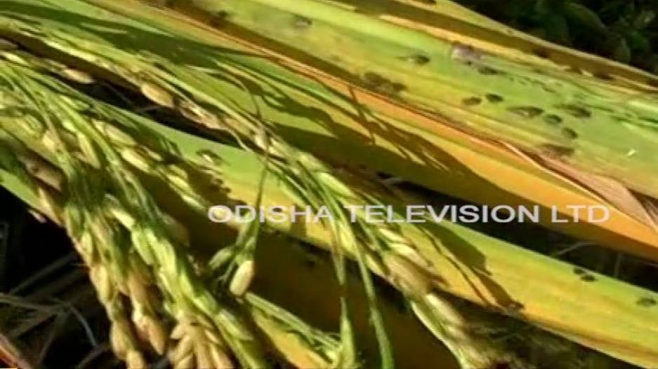 Crops in over 10 000 hectares pest infested 3 districts drought hit SRC