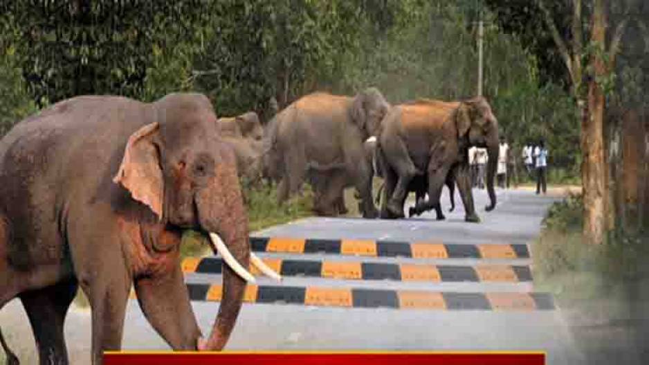 As Odisha is slowly turning into a graveyard for elephants with record ...