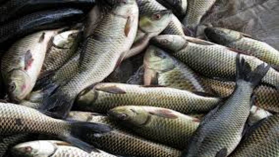 Odisha achieves highest growth rate in fish production
